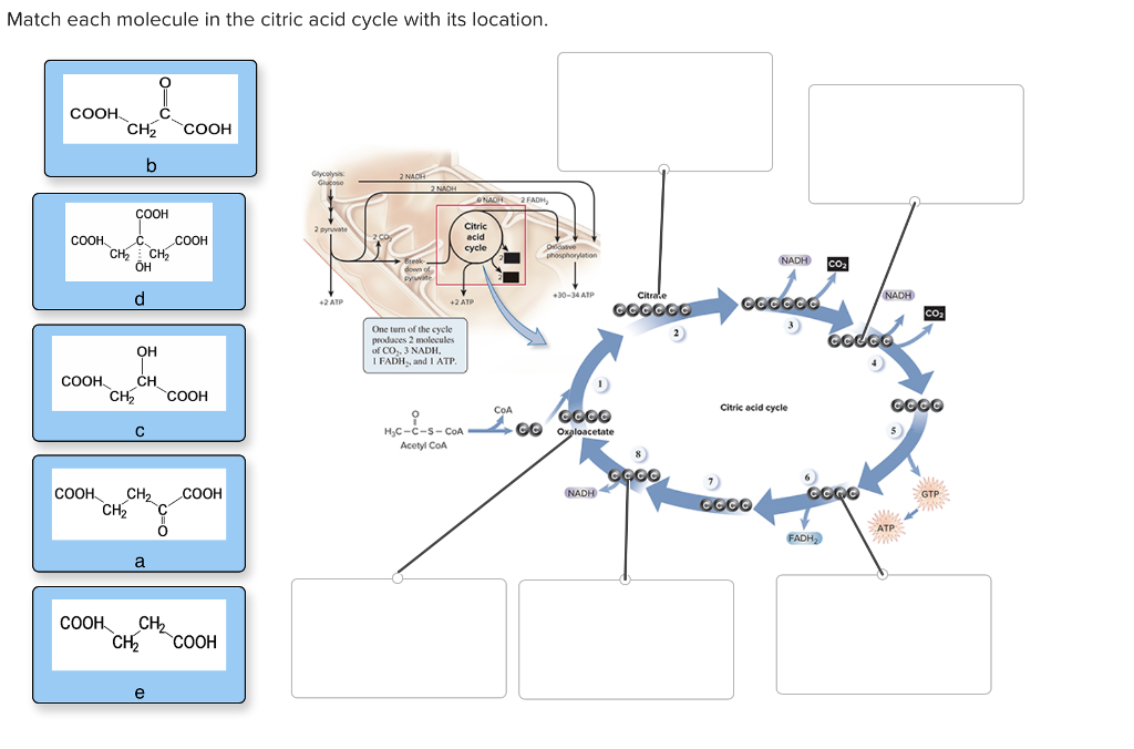 Solved Match each molecule in the citric acid cycle with its | Chegg.com