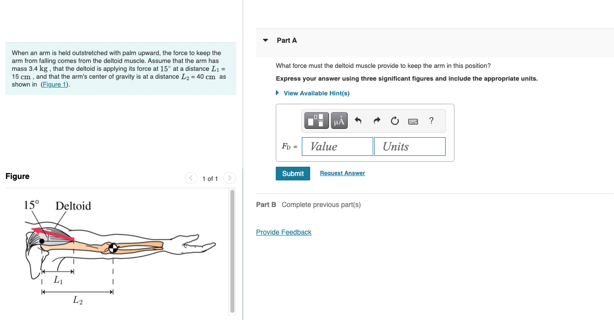 Solved When an arm is held outstretched with palm upward, | Chegg.com