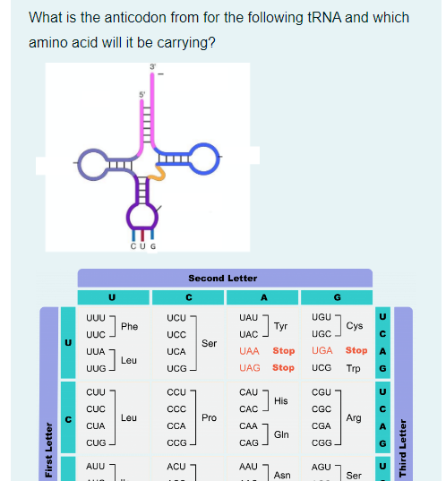 Solved What is the anticodon from for the following tRNA and | Chegg.com