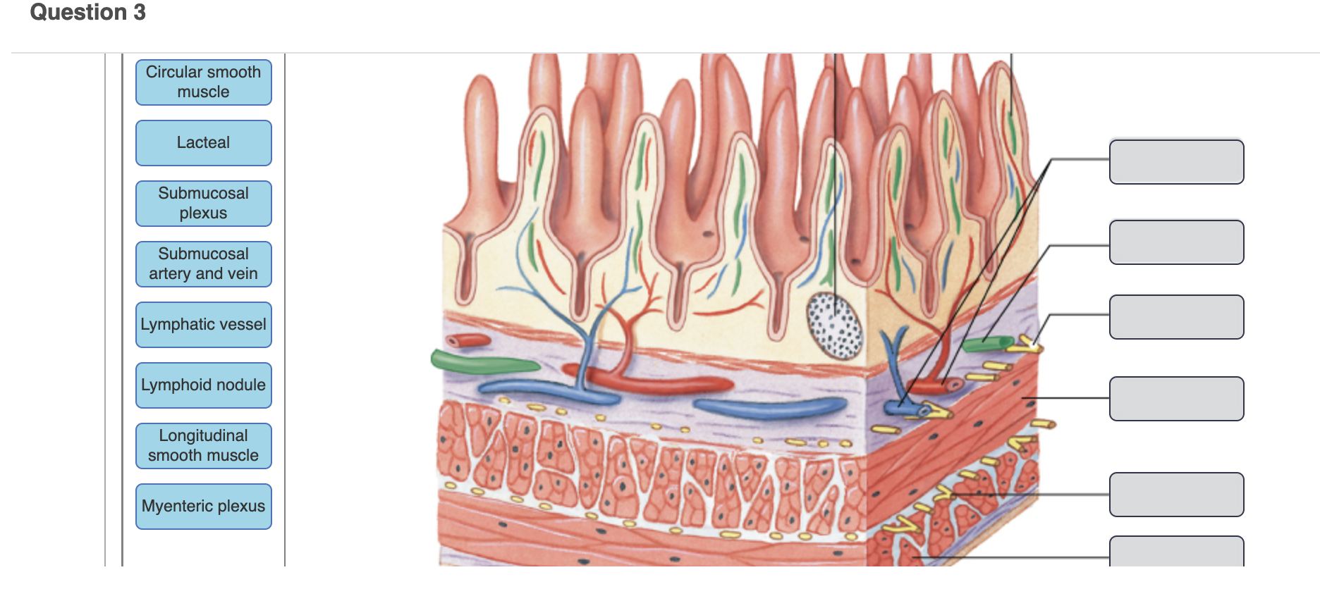 Solved Question 3 3 of Circular smooth muscle Lacteal | Chegg.com
