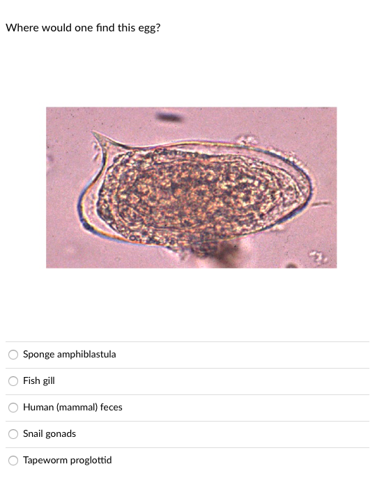 Solved Where would one find this egg? Sponge amphiblastula | Chegg.com