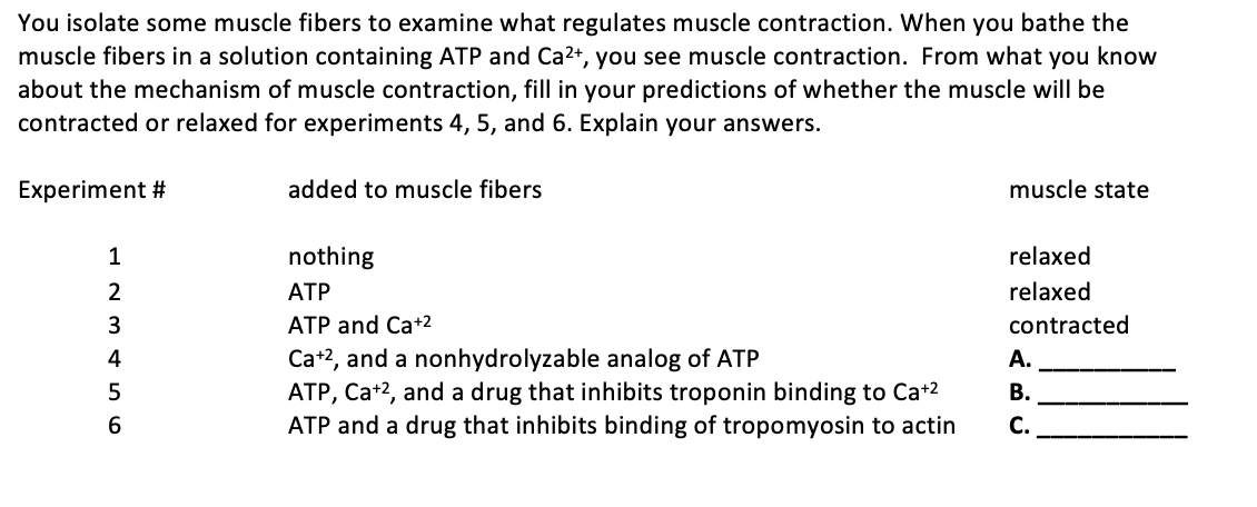 Solved You isolate some muscle fibers to examine what | Chegg.com