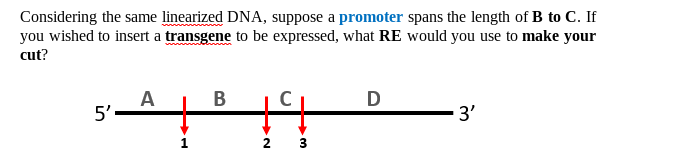 Solved Considering the same linearized DNA, suppose a | Chegg.com