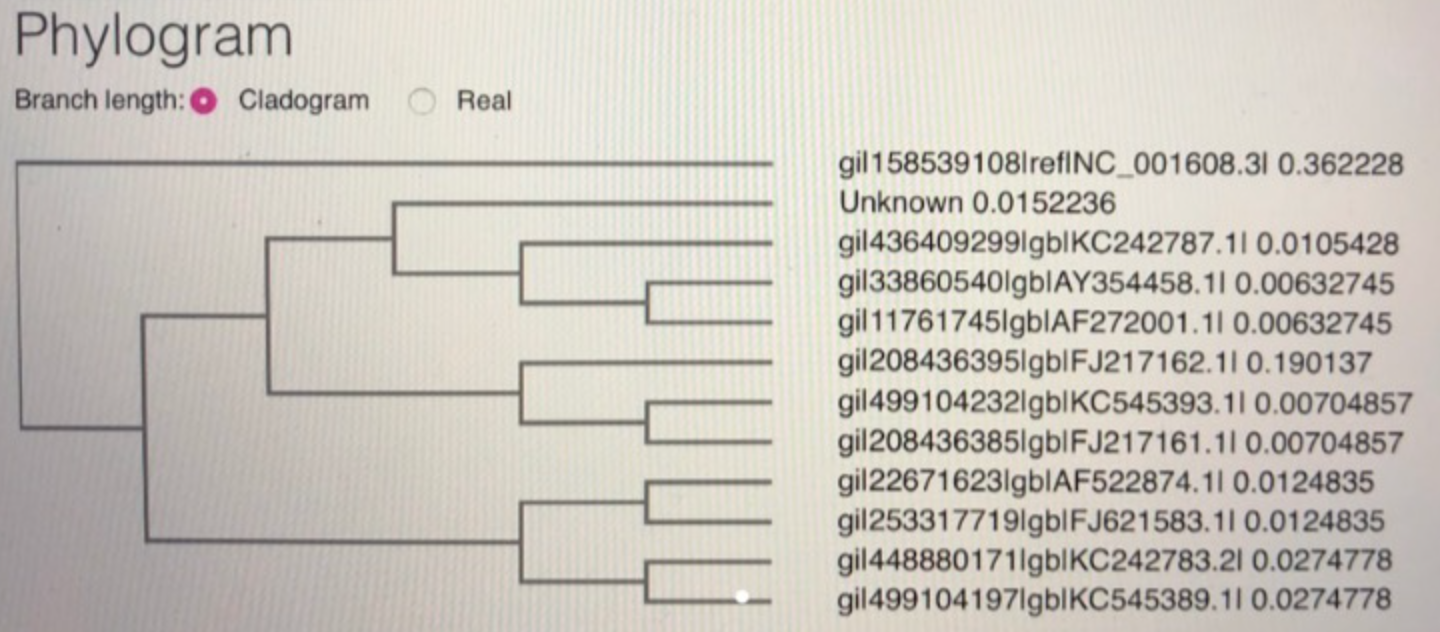 Step 3 Analyze your phylogram in detail. Help | Chegg.com