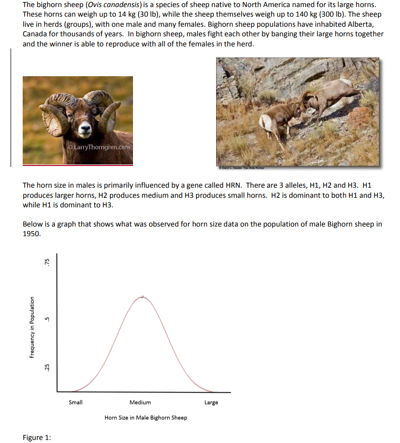 Solved The bighorn sheep (Ovis canadensis) is a species of | Chegg.com