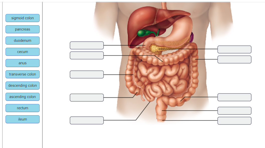 Solved sigmoid colon pancreas duodenum cecum anus transverse | Chegg.com