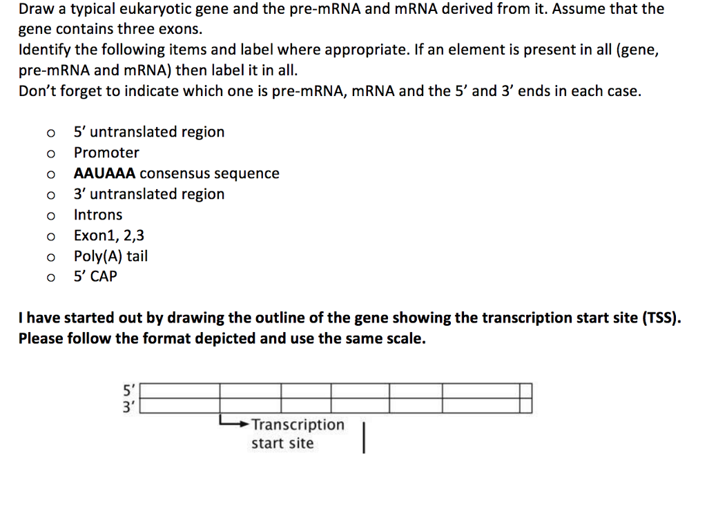 Solved Draw a typical eukaryotic gene and the pre-mRNA and | Chegg.com
