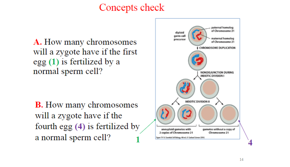 Solved Concepts check A. How many chromosomes will a zygote | Chegg.com