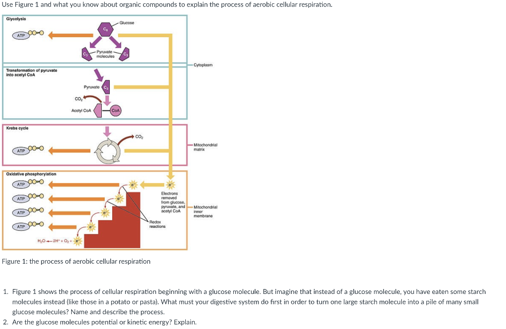 Solved Figure 1: the process of aerobic cellular respiration | Chegg.com