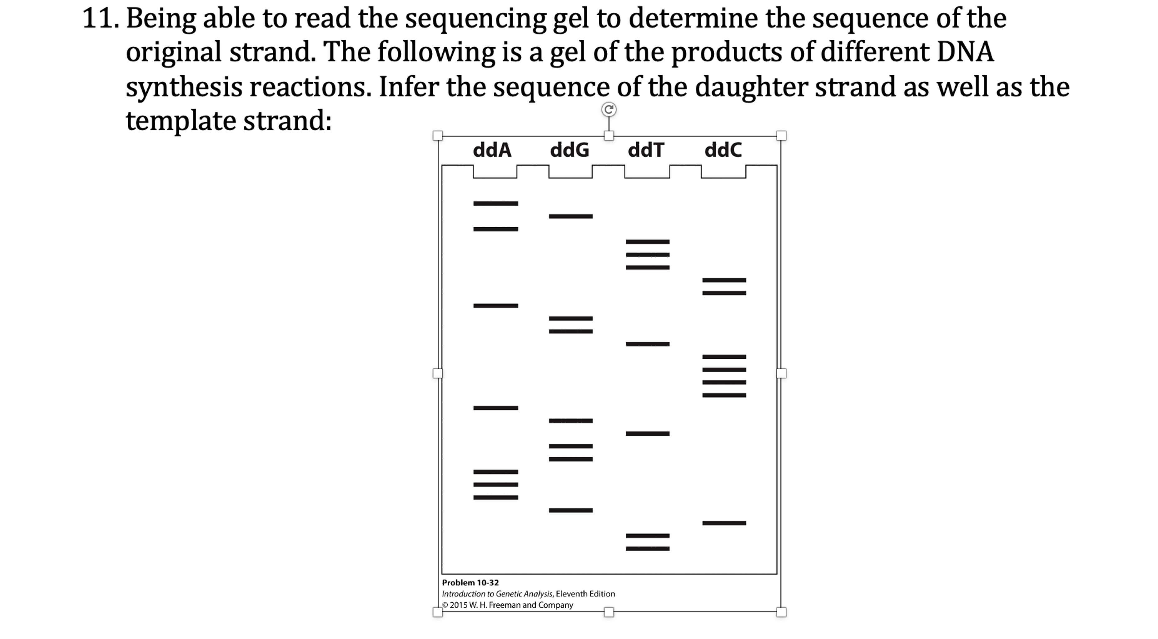 Solved Being able to read the sequencing gel to determine | Chegg.com