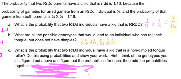 Solved The probability that two RrDd parents have a child | Chegg.com