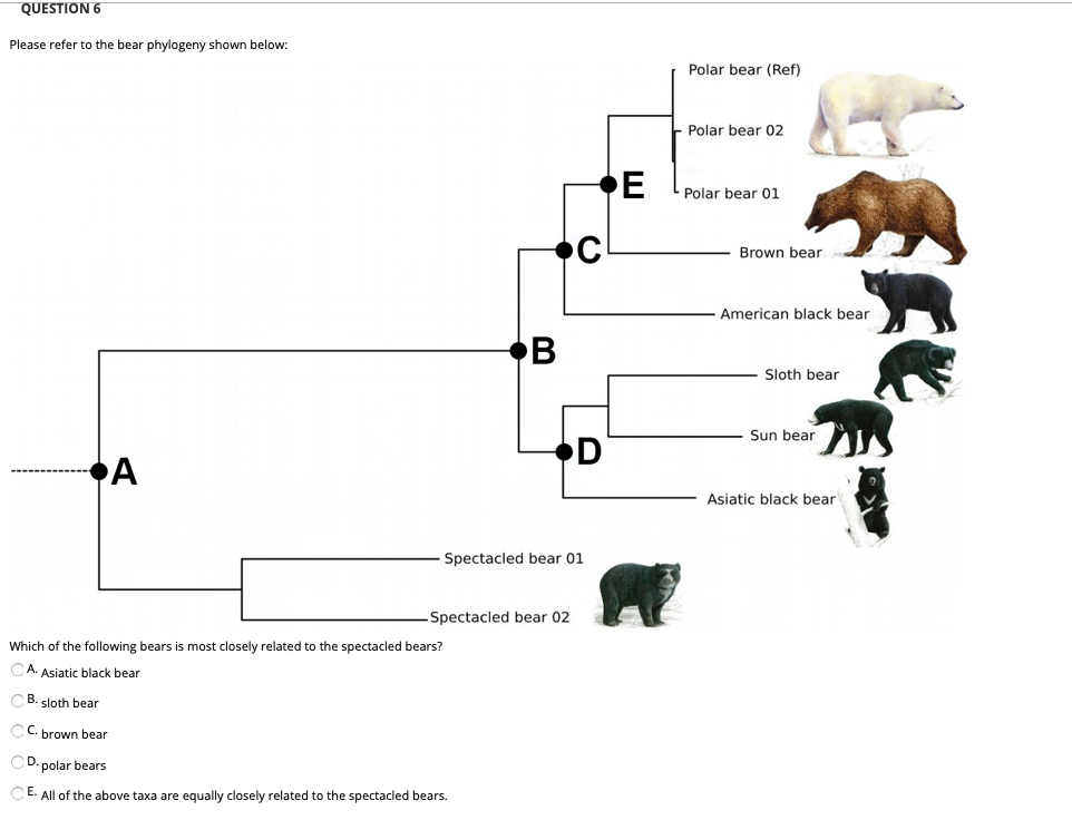 Solved QUESTION 4 Please refer to the phylogeny of bears | Chegg.com