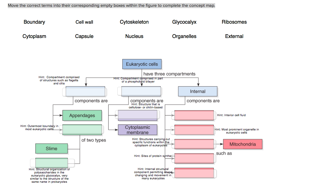 Solved Move the correct terms into their corresponding empty | Chegg.com
