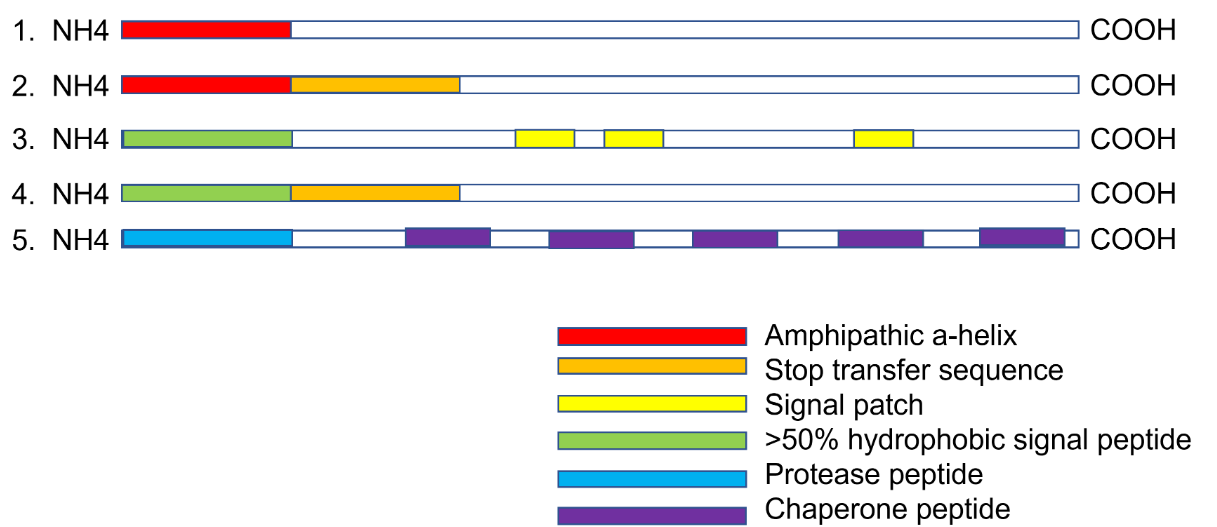 [Solved]: According to the figure below, which of these prot