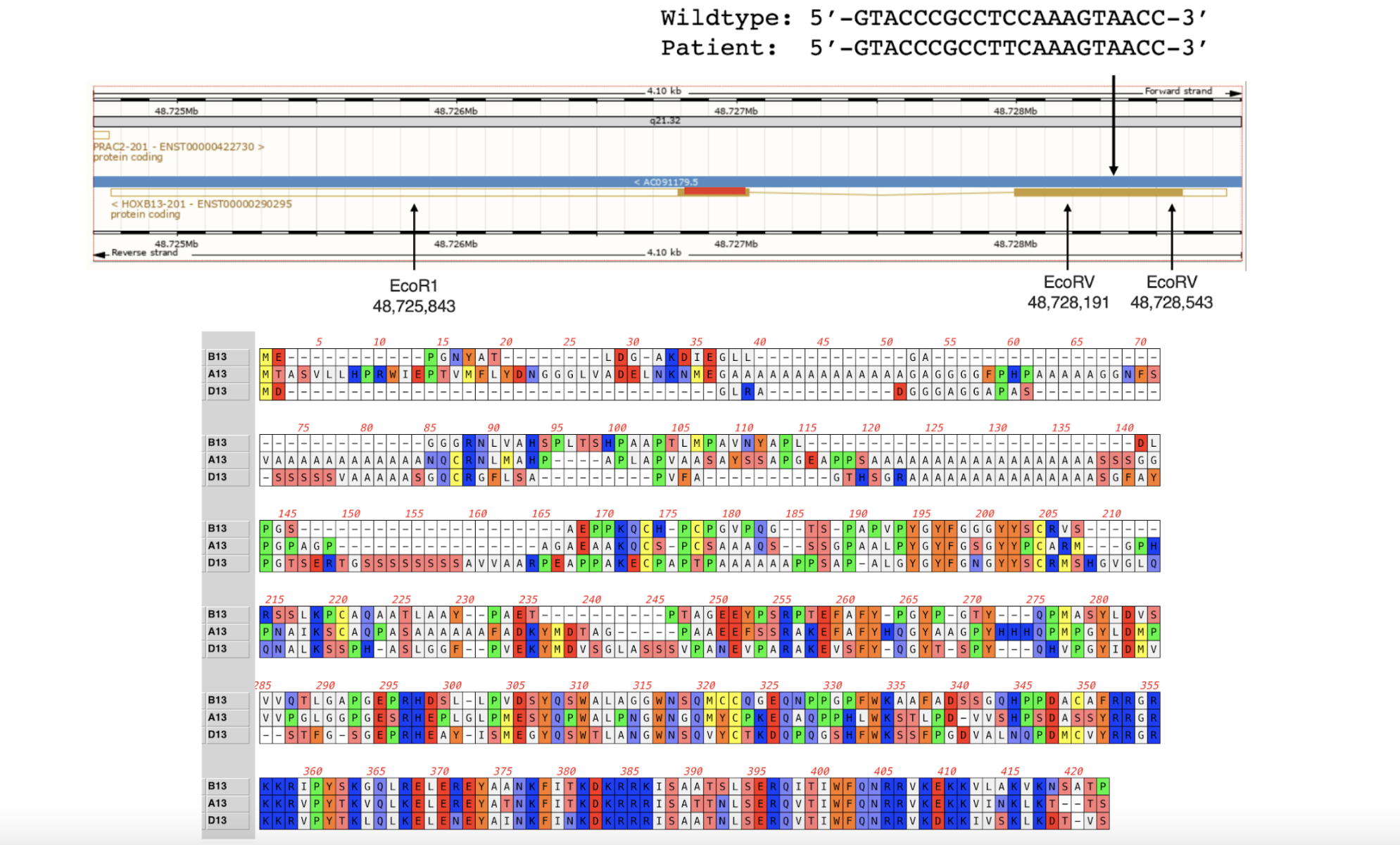 If you were to digest genomic DNA from a human with | Chegg.com