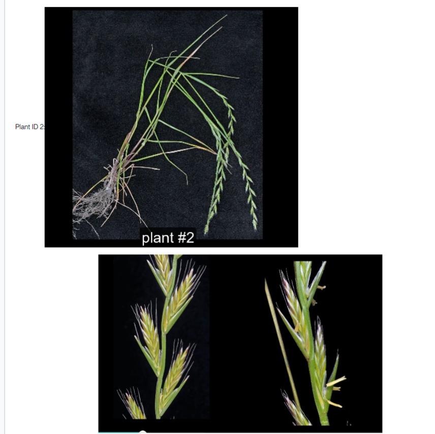 PLANT SYSTEMATICS Laboratory 15 Worksheet Poaceae | Chegg.com