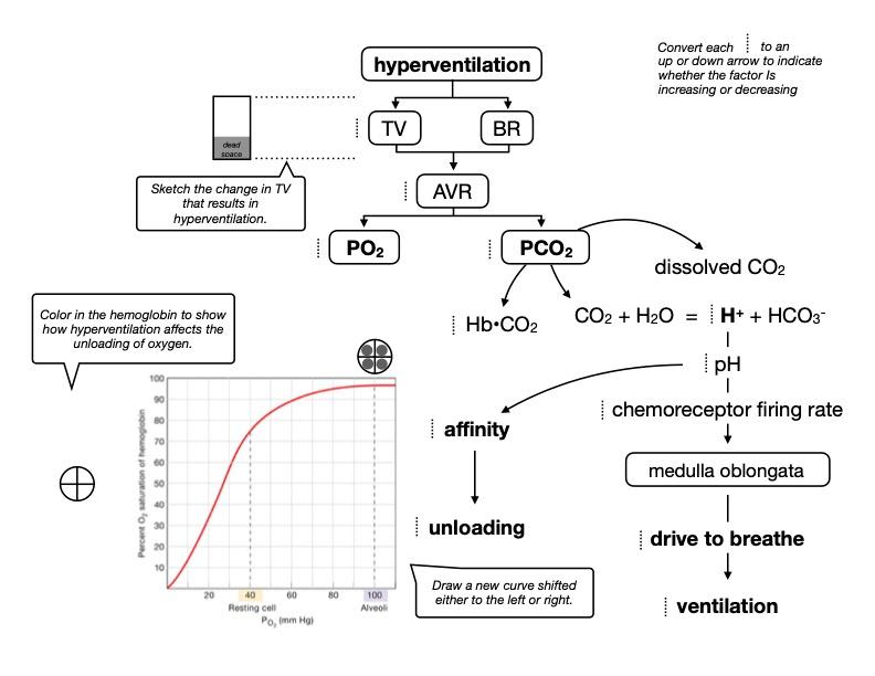 Solved compliance hypoventilation Convert each to an up or | Chegg.com
