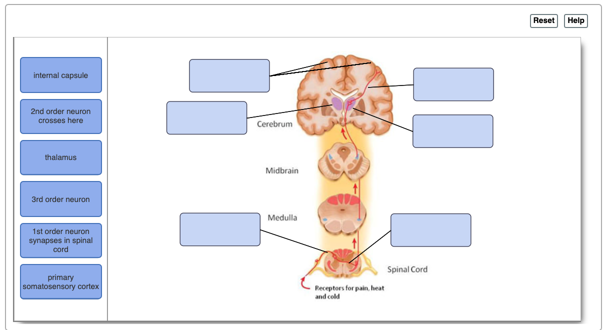 Solved 1. Label the parts of this ascending pathway. 2. | Chegg.com