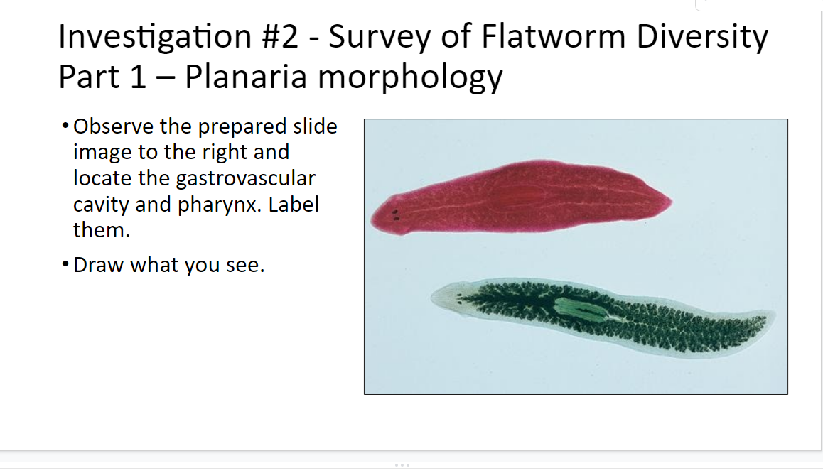 Solved Part 1: Planarian Morphology and Behavior _Observe | Chegg.com