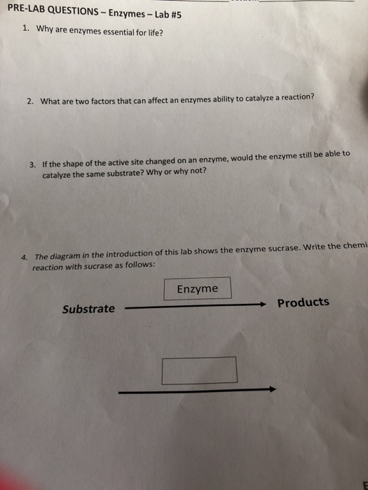 Solved PRE-LAB QUESTIONS-Enzymes-Lab #5 1. Why are enzymes | Chegg.com