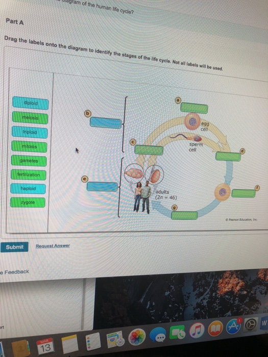 Solved ram of the human life cycle? Part A to identify the | Chegg.com Solved ram of the human life cycle? Part A to identify the | Chegg.com