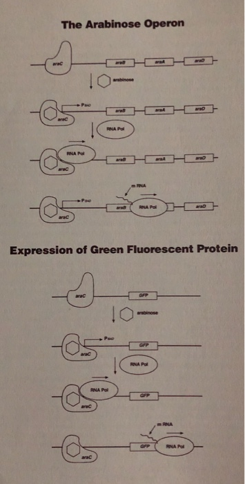 Solved What is the point of including arabinose in some of | Chegg.com