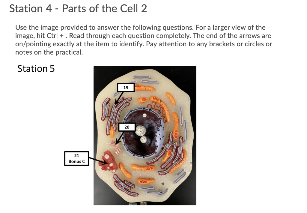 Solved Station 4 - Parts of the Cell 2 Use the image | Chegg.com