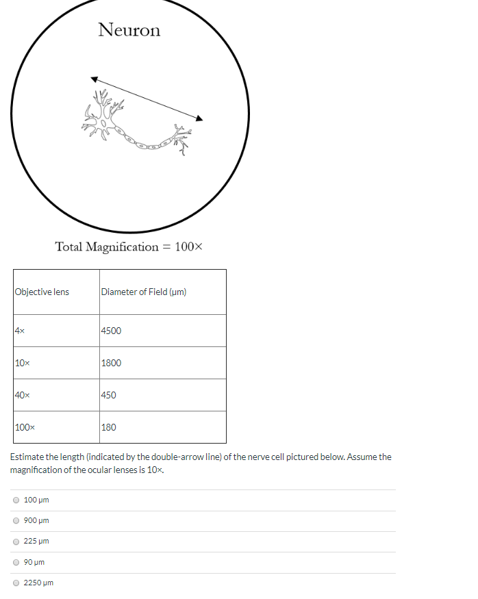 Solved Neuron mo Total Magnification = 100X Objective lens | Chegg.com