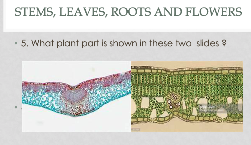 Solved STEMS, LEAVES, ROOTS AND FLOWERS 5. What plant part | Chegg.com