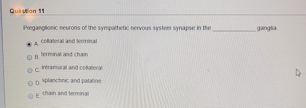 Solved Question 11 Preganglionic neurons of the sympathetic | Chegg.com