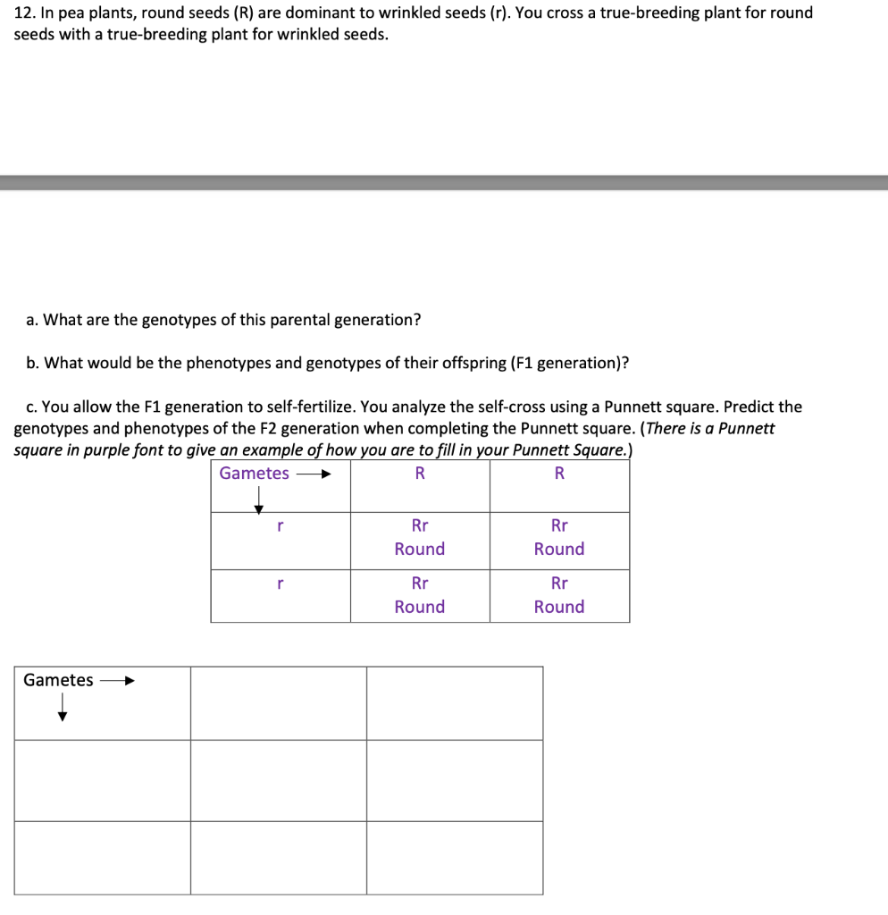 Solved 12. In pea plants, round seeds ( R ) are dominant to | Chegg.com