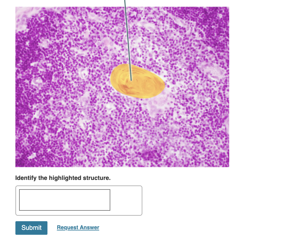 Solved Identify the highlighted structures. Submit Request | Chegg.com Solved Identify the highlighted structures. Submit Request | Chegg.com