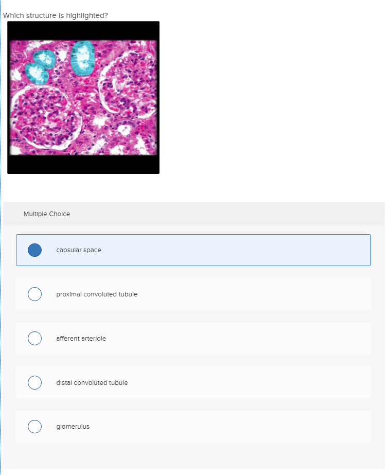 Solved Which structure is highlighted? Multiple Choice | Chegg.com