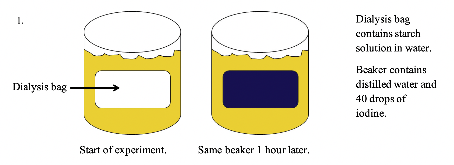 Solved Define diffusion. Why did the color of the bag turned | Chegg.com