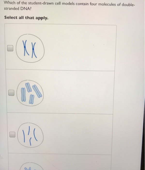Solved Which of the student-drawn cell models contain four | Chegg.com