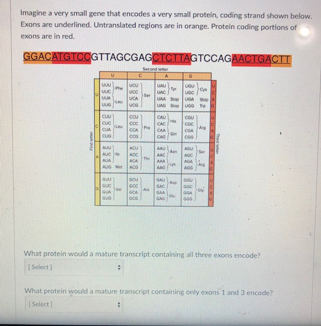 Solved Imagine a very small gene that encodes a very small | Chegg.com