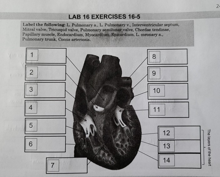 Solved LAB 16 EXERCISES 16-5 Label the following: L. | Chegg.com