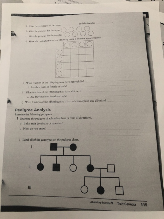 Solved X-linked Recessive Traits Review X-linked traits in | Chegg.com