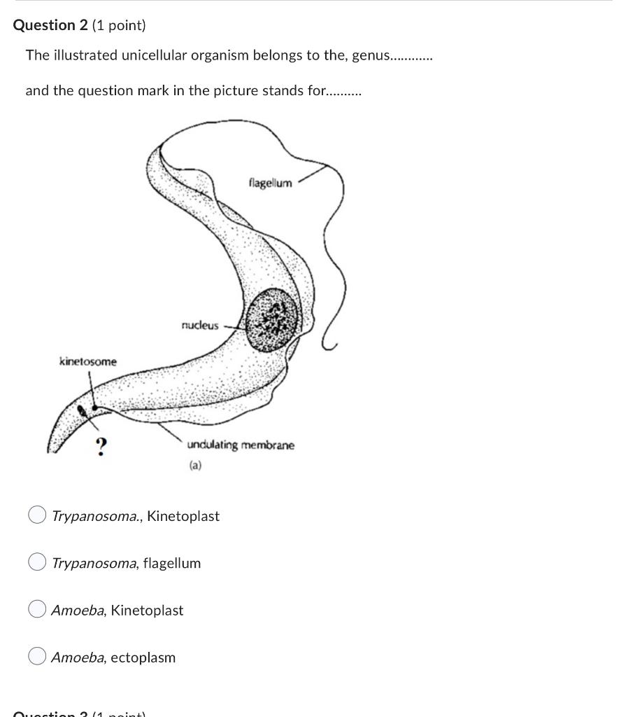 Solved Question 2 (1 point) The illustrated unicellular | Chegg.com