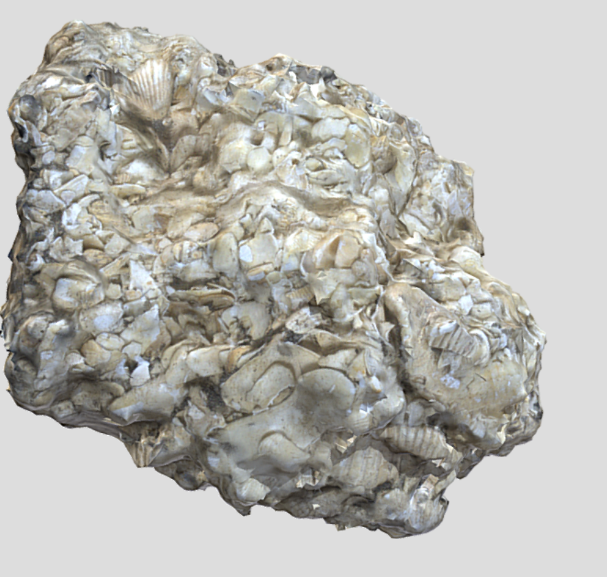 Fossiliferous Limestone | atelier-yuwa.ciao.jp