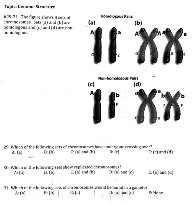 Non Homologous Chromosomes