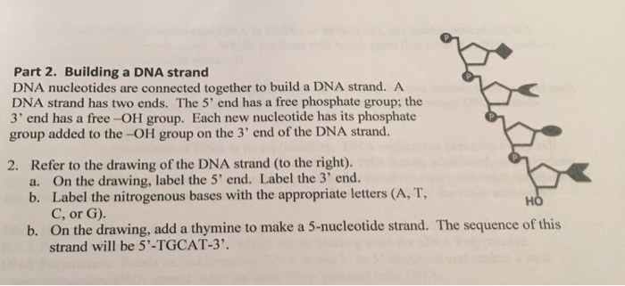 Solved DNA structure. I need help with part 2: building a | Chegg.com