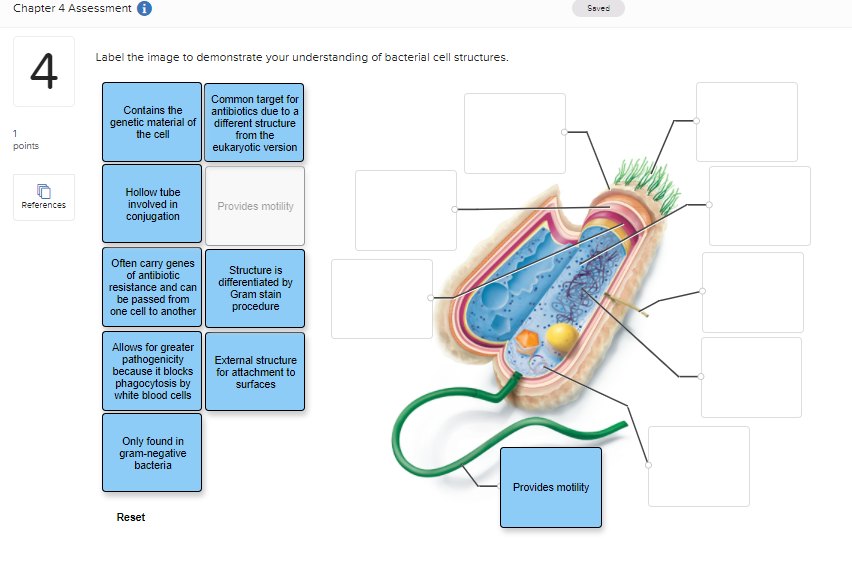 Solved Chapter 4 Assessment Saved Label the image to | Chegg.com