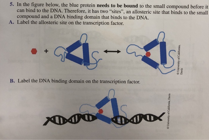 Solved 5. In the figure below, the blue protein needs to be | Chegg.com