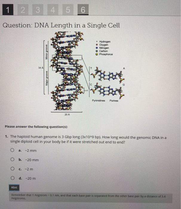 Solved 12 3 456 Question: DNA Length in a Single Cell | Chegg.com