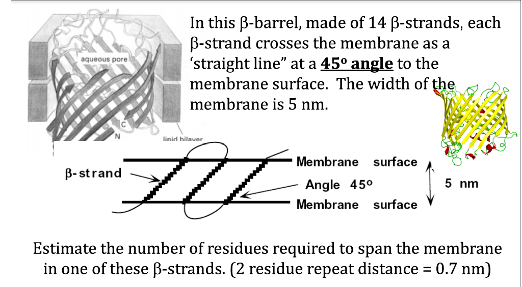 Solved In this B-barrel, made of 14 B-strands, each B-strand | Chegg.com
