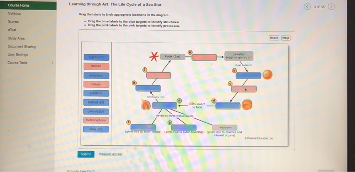 Solved Learning through Art: The Life Cycle of a Sea Star | Chegg.com