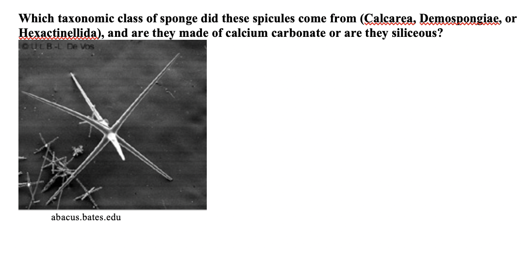 Solved Label a megasclere and a microsclere in this image: * | Chegg.com