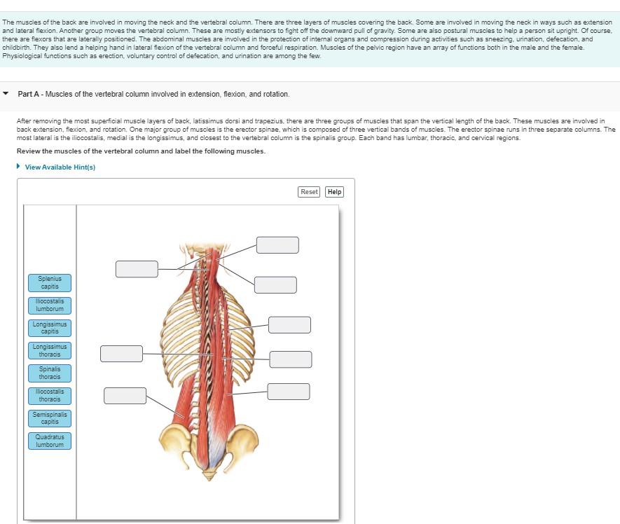 Solved The muscles of the back are involved in moving the | Chegg.com