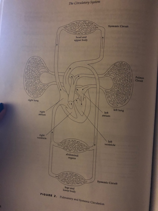 Systemic Circuit